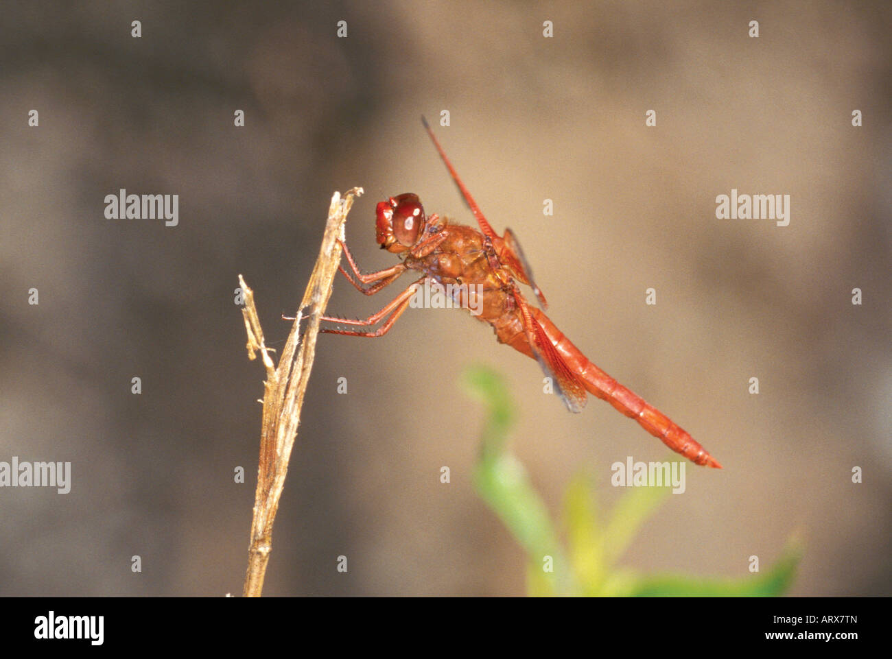 Flame Skimmer Libellula saturata Tucson Arizona United States ...