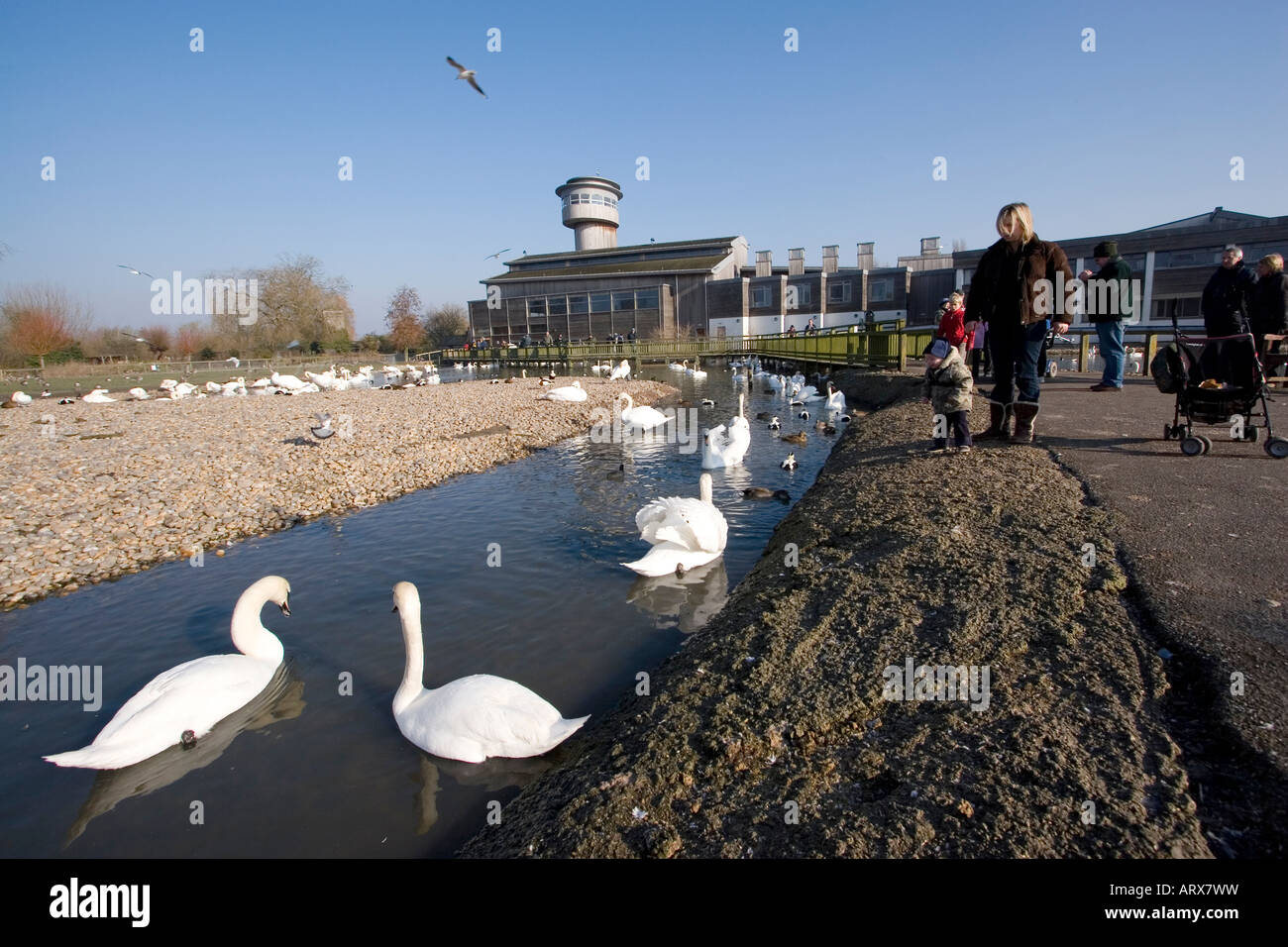 Slimbridge Wildfowl and Wetland Trust Gloucestershire England Stock ...
