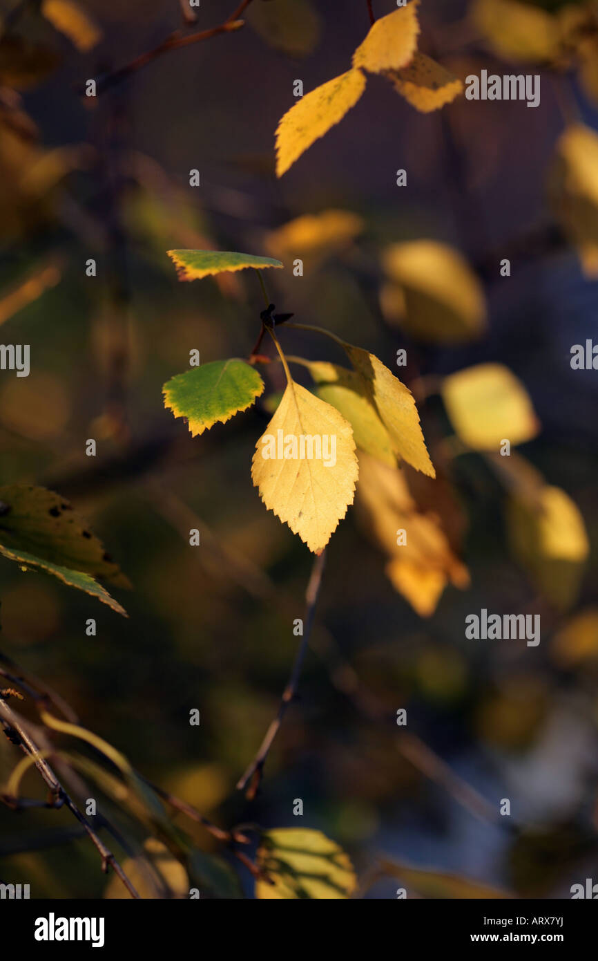 Silver Birch Leaves turned a golden colour in the autumn in a Cheshire ...