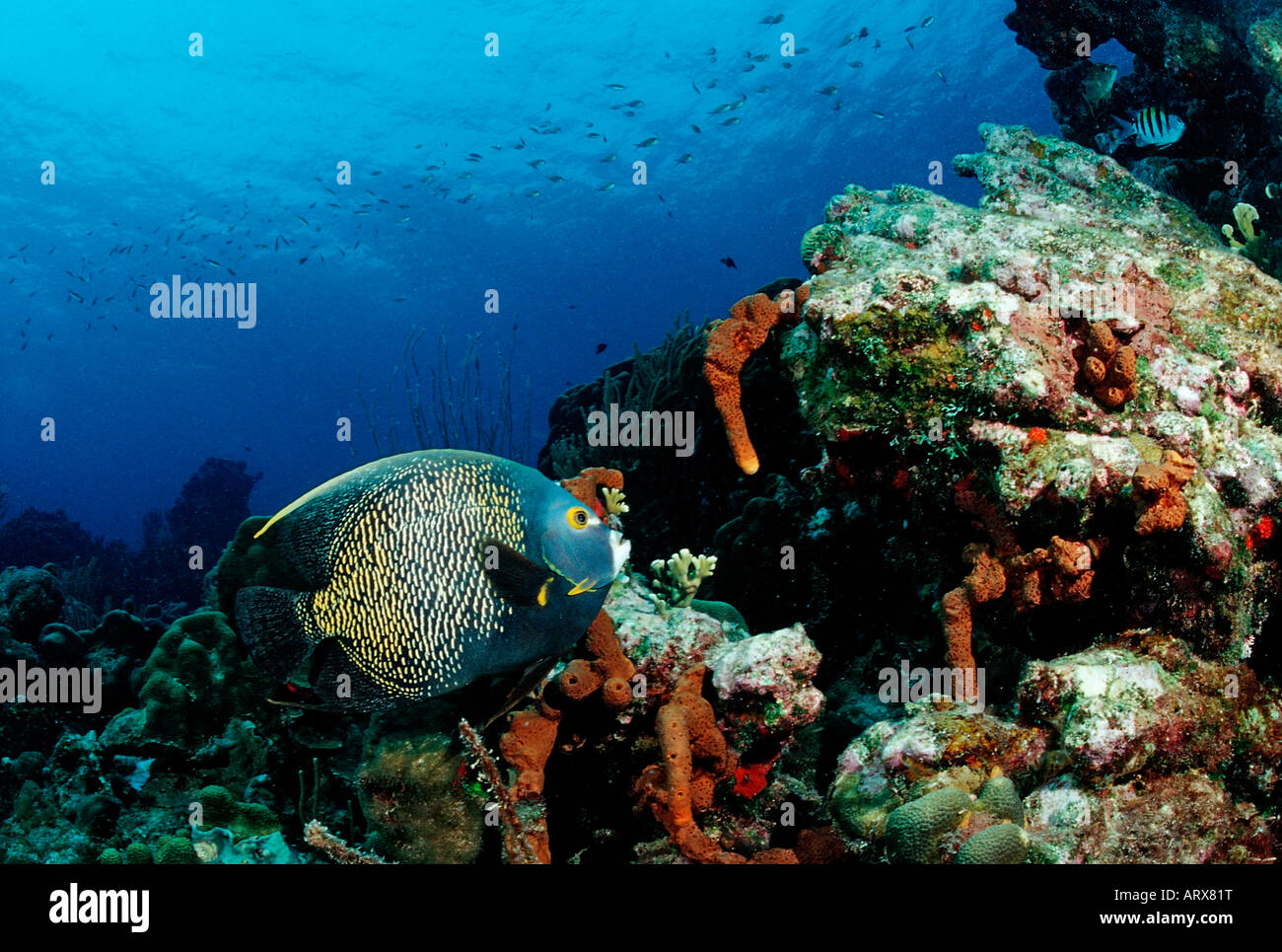 Bvi angelfish hi-res stock photography and images - Alamy