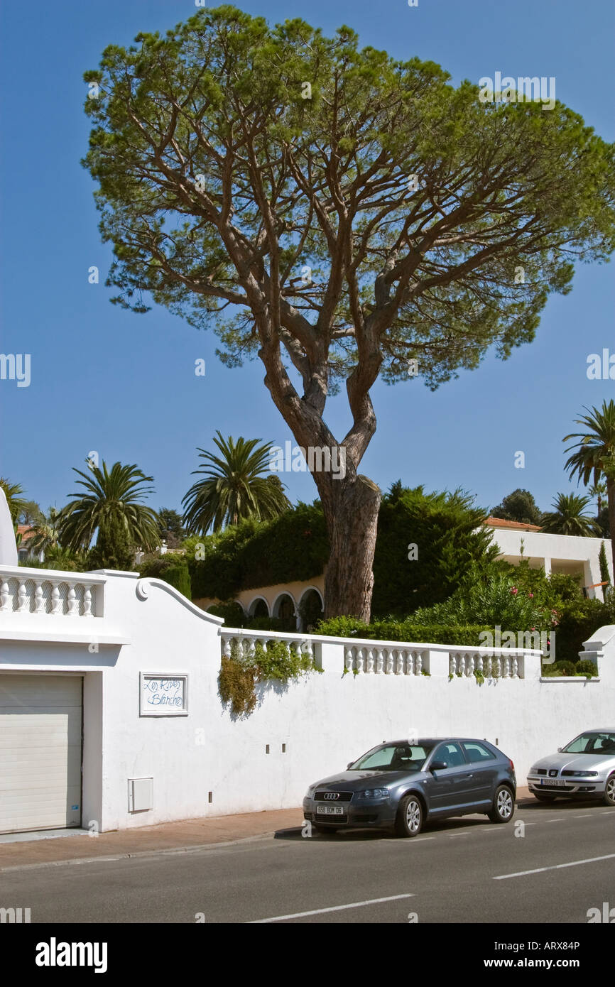 Large cypress tree towering over the fenced garden South of France ...