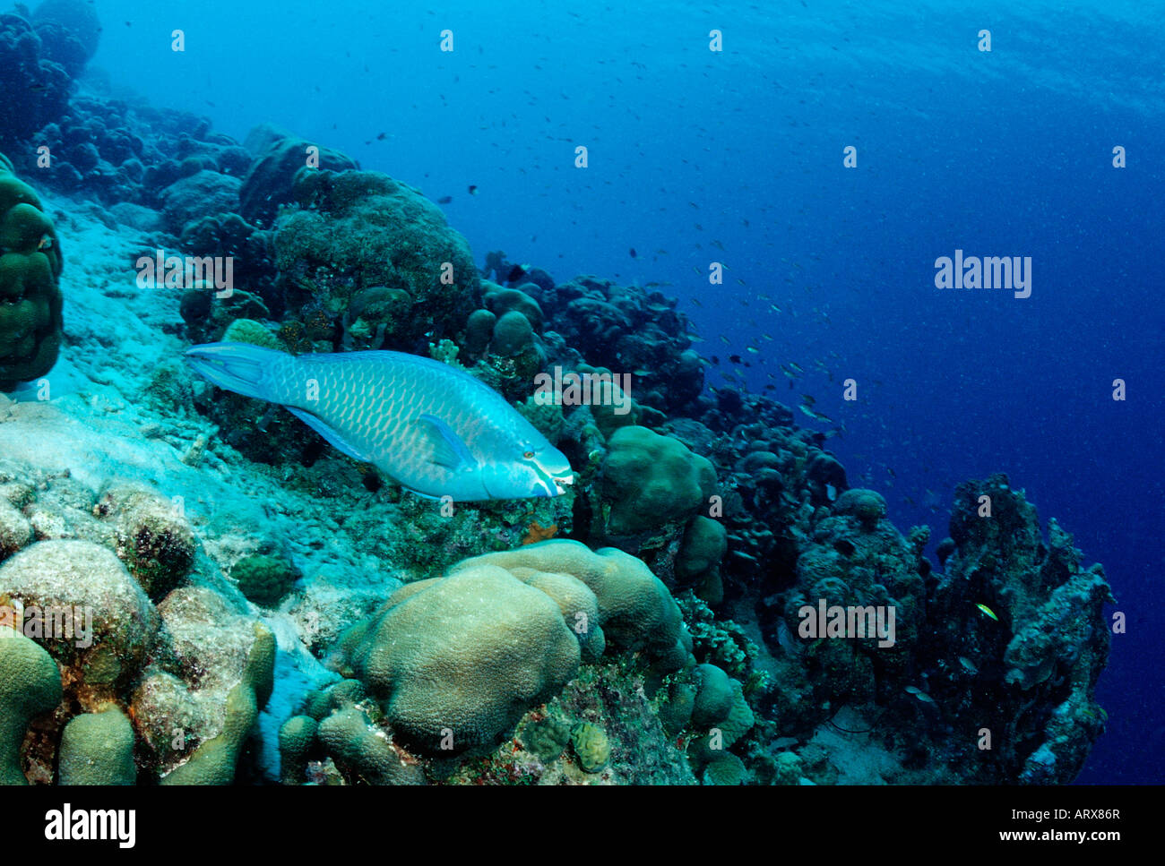 Parrot fish hard coral hi-res stock photography and images - Alamy