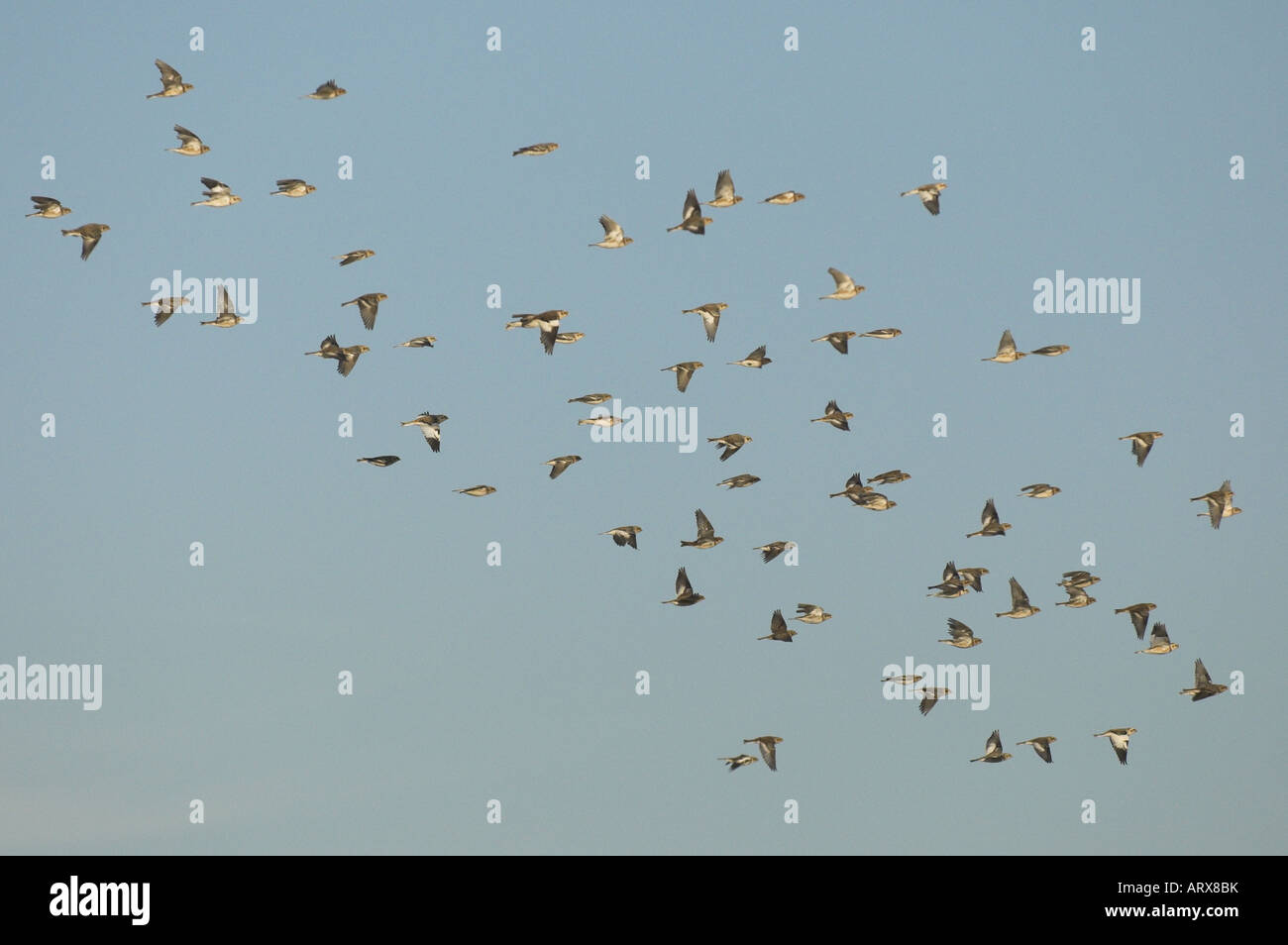 Flying buntings hi-res stock photography and images - Alamy