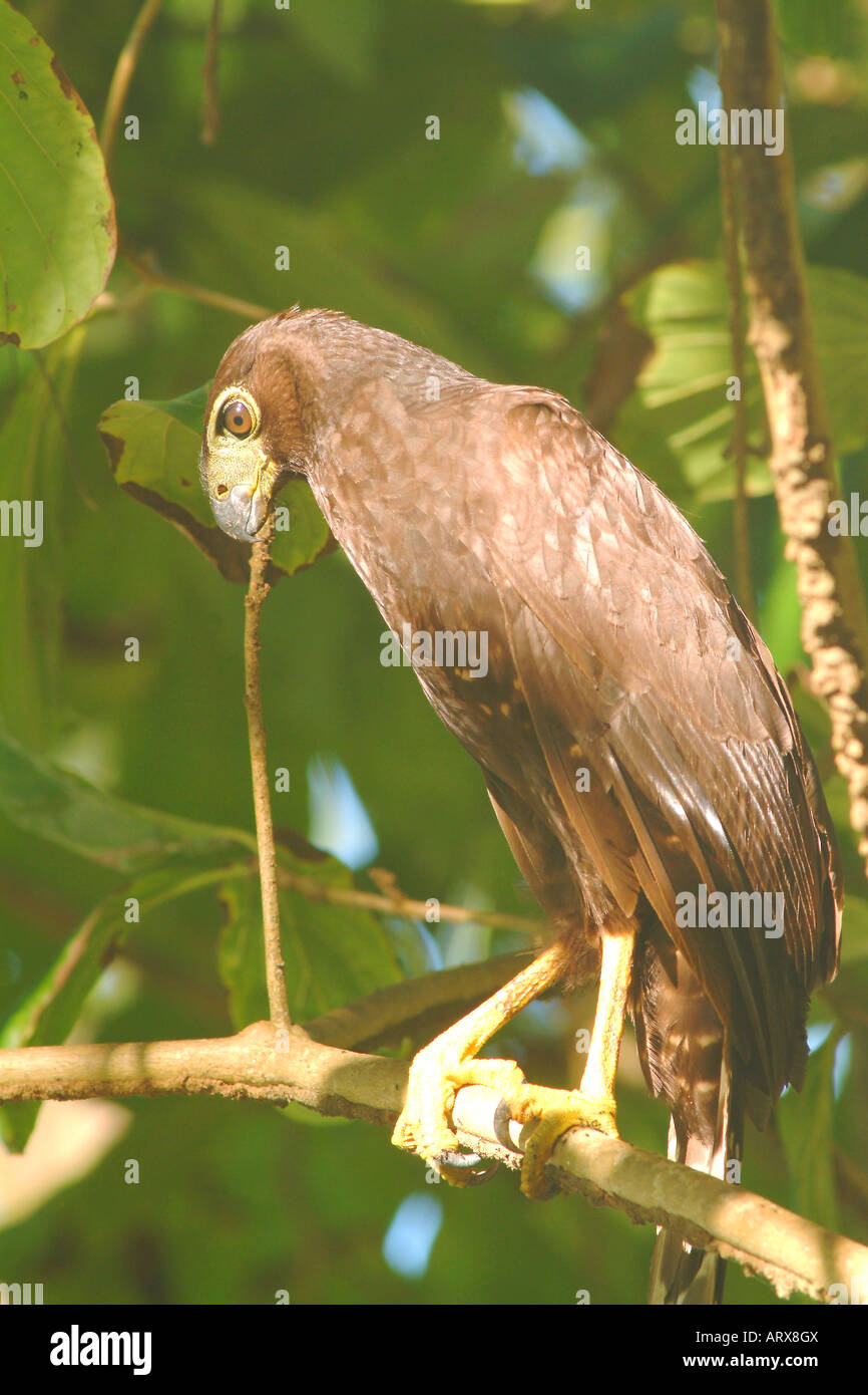 Collared Forest-falcon (Micrastur semitorquatus), Corcovado National ...
