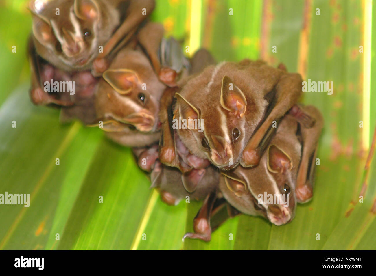 Brown Tent-making Bat, Uroderma magnirostrum, Corcovado National Park ...