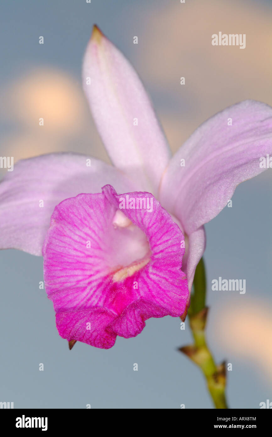 Pink Orchid, Costa Rica Stock Photo - Alamy