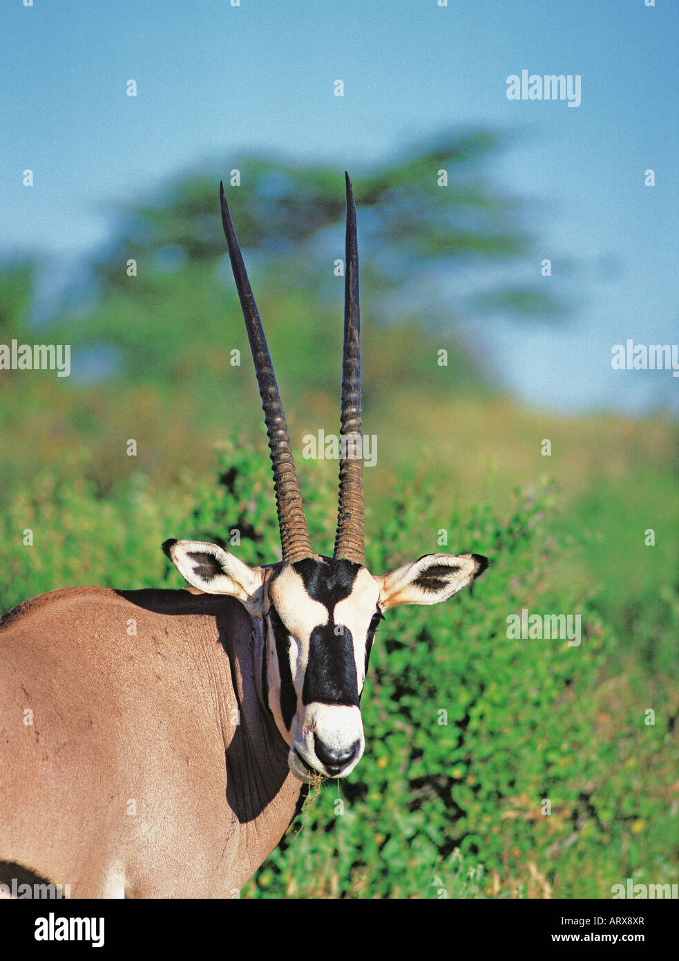 Portrait of Beisa Oryx Samburu National Reserve Kenya East Africa Stock ...