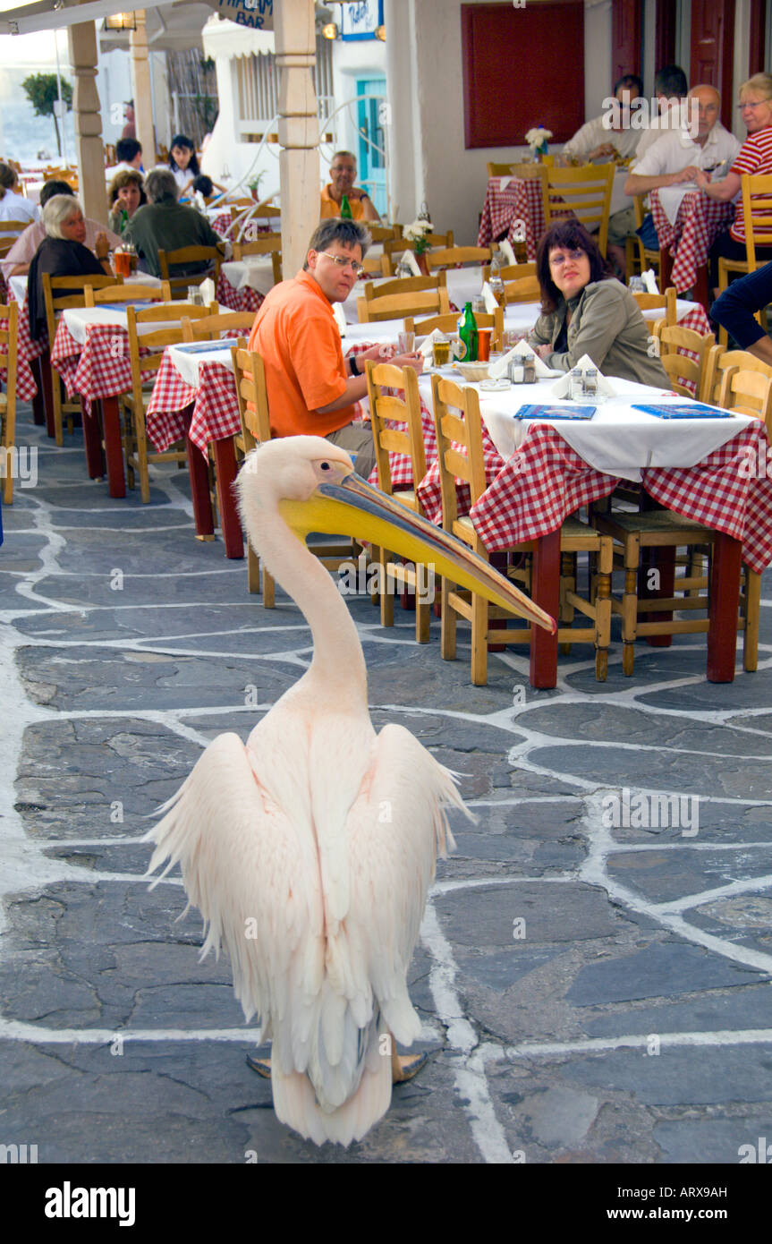 Petros the famous pelican distracts visitors to the restaurants in ...