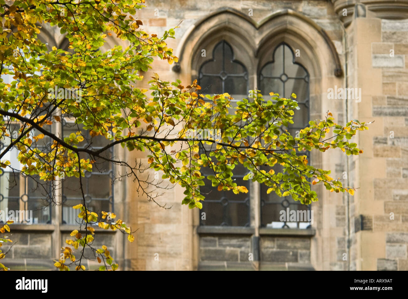 Windows at Glasgow University Stock Photo - Alamy