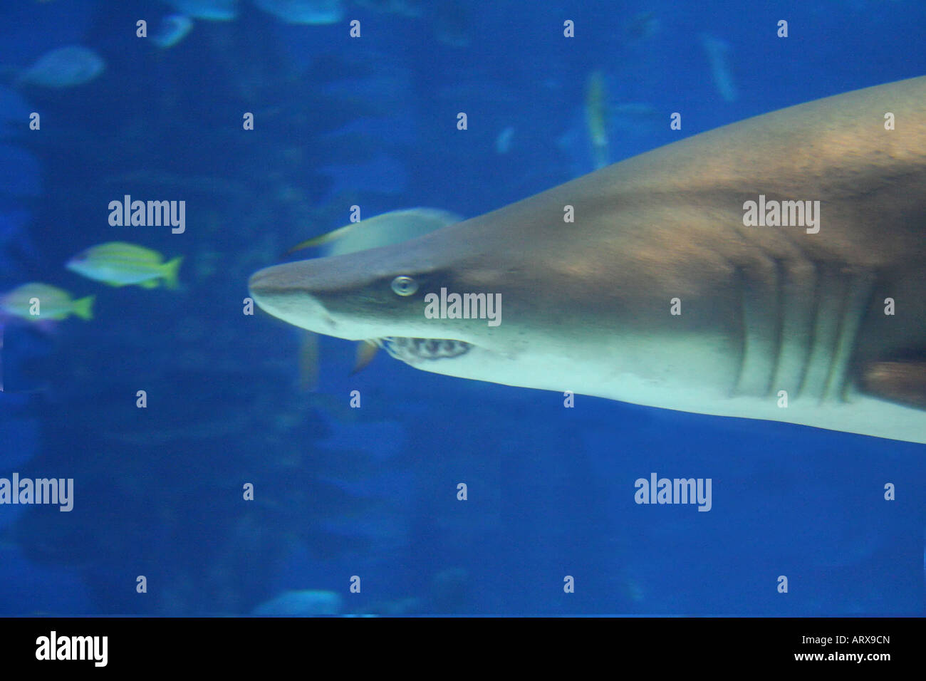Shark Angry and hungry Stock Photo - Alamy