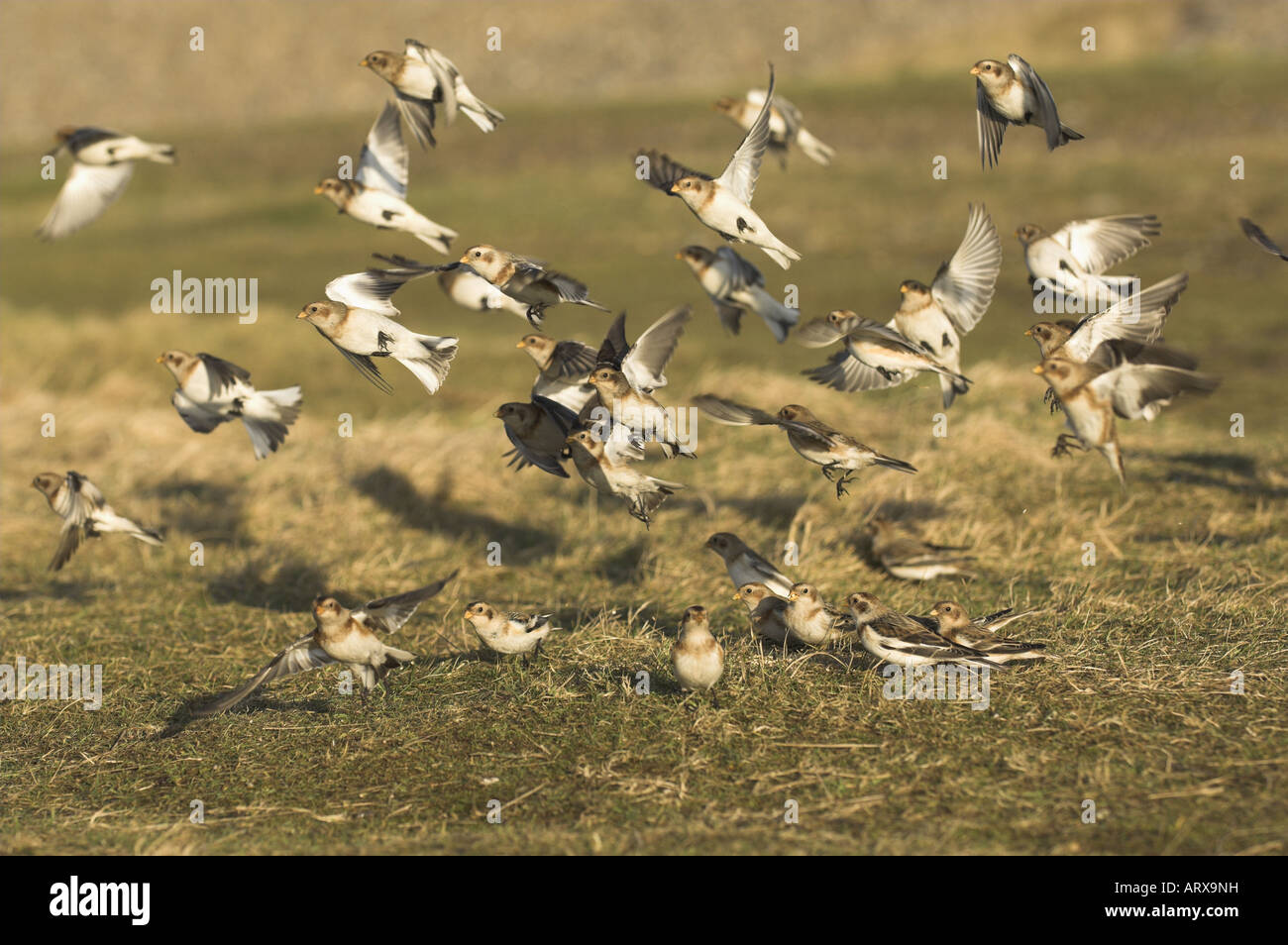 Flying buntings hi-res stock photography and images - Alamy