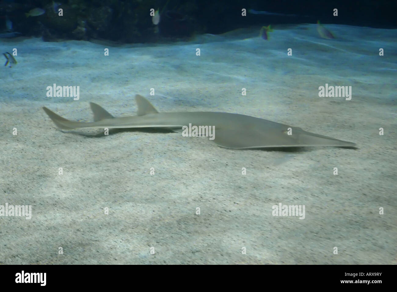 Fishtank sand hi-res stock photography and images - Alamy