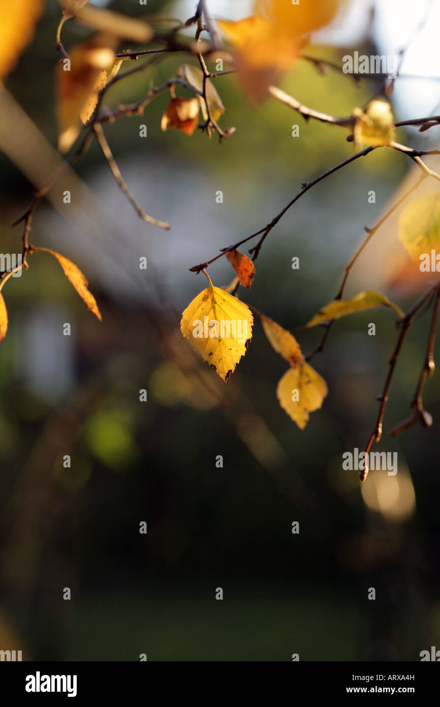 Silver Birch Leaves turned a golden colour in the autumn in a Cheshire ...