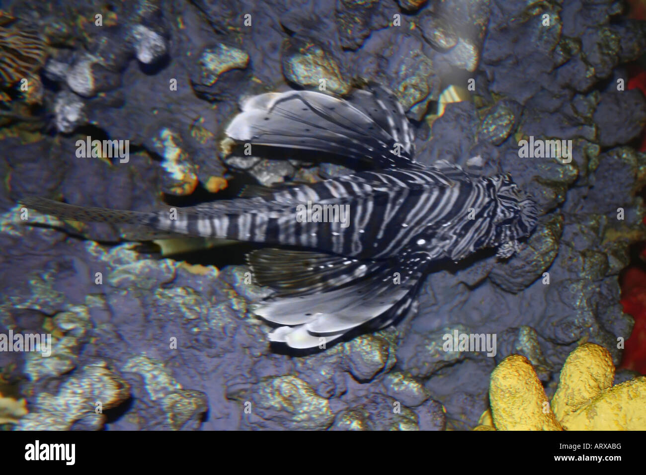 Dragon fish hi-res stock photography and images - Alamy