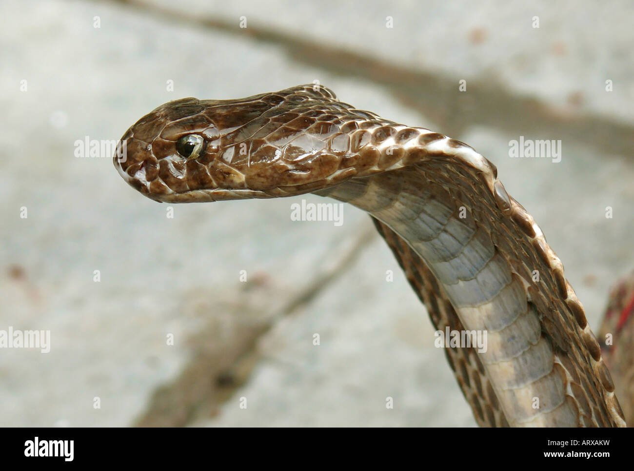 closeup of king cobra rishikesh india Stock Photo - Alamy
