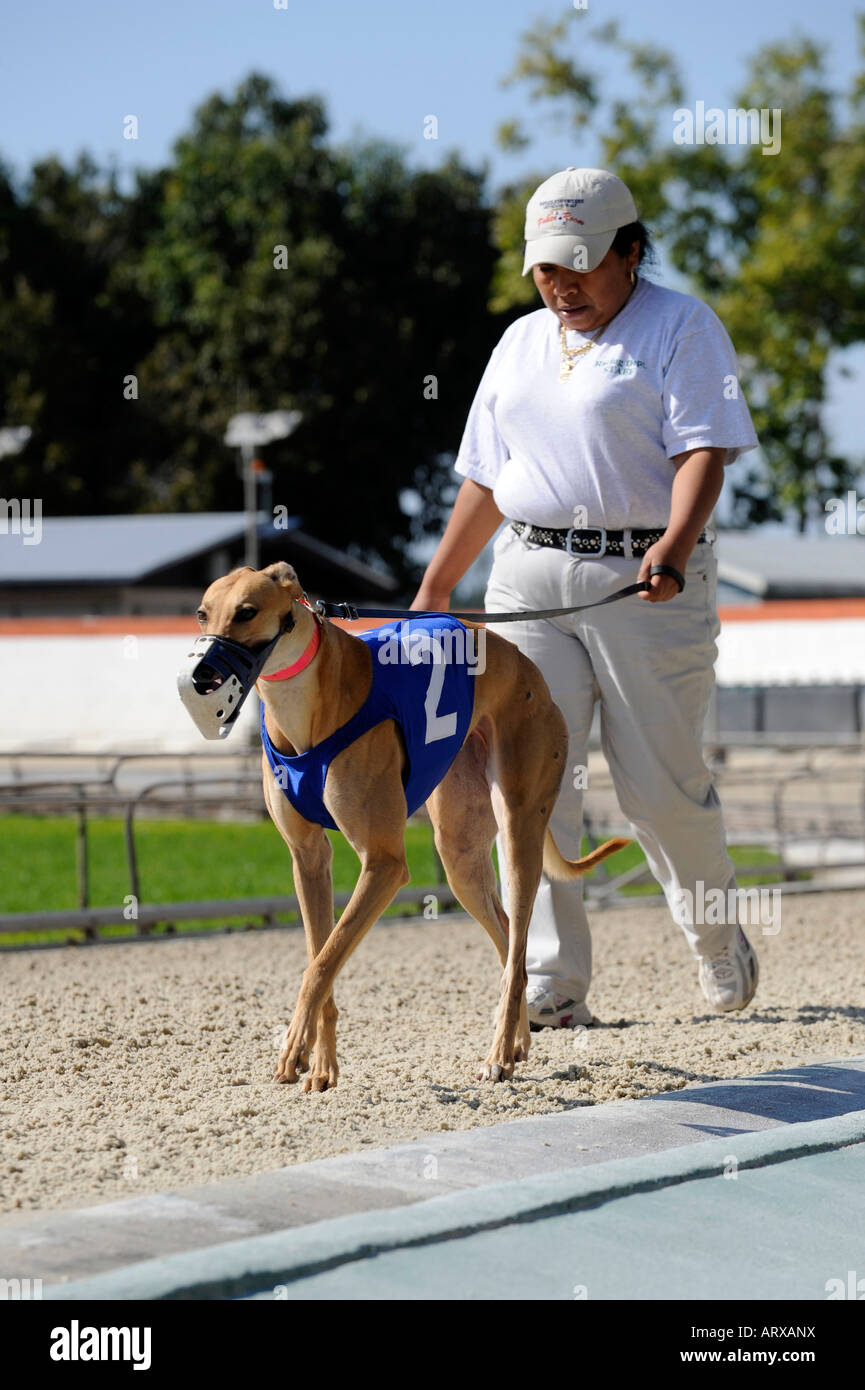 Greyhound dog racing at Fort Myers Naples dog track Florida Stock Photo ...