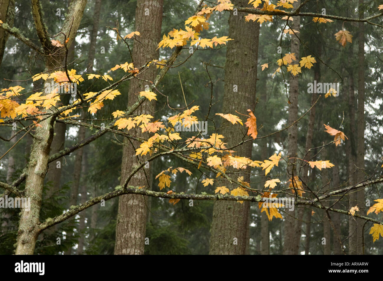 Fall colors turn Bigleaf Maple leaves yellow Stock Photo - Alamy