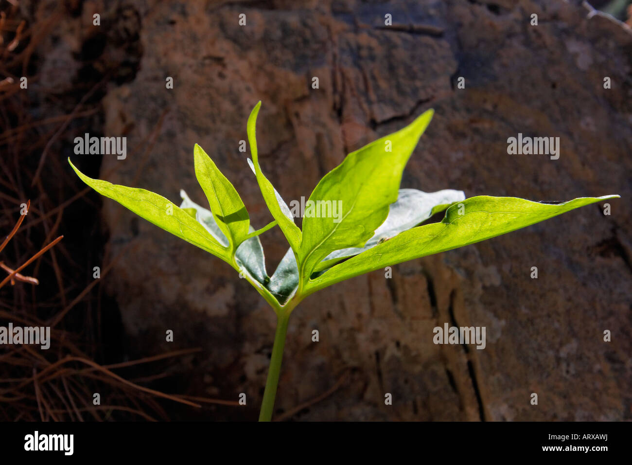 Plant of mediterranean garrigue hi-res stock photography and images - Alamy