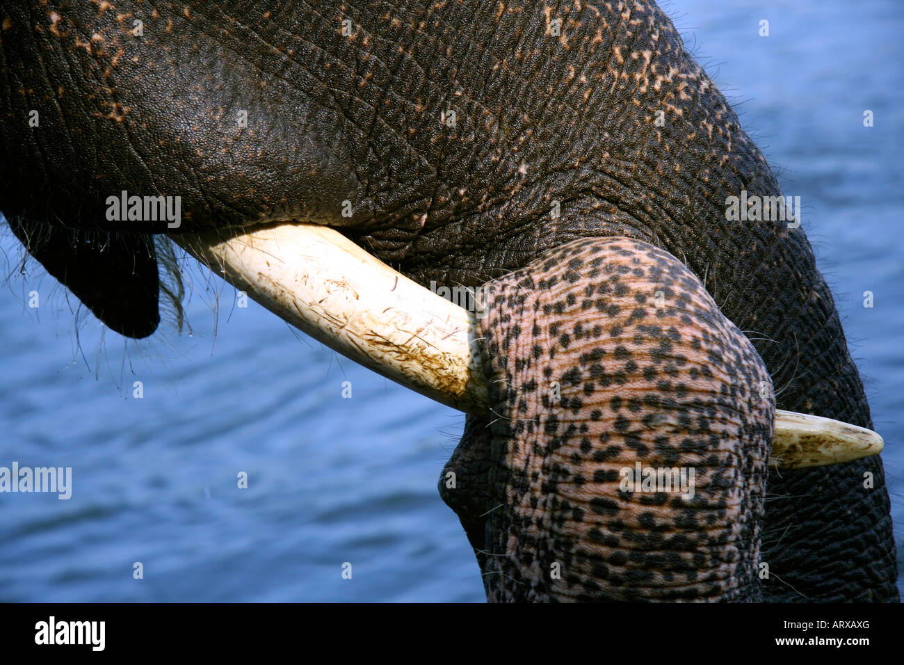 elephant playing with his tusk south india Stock Photo - Alamy