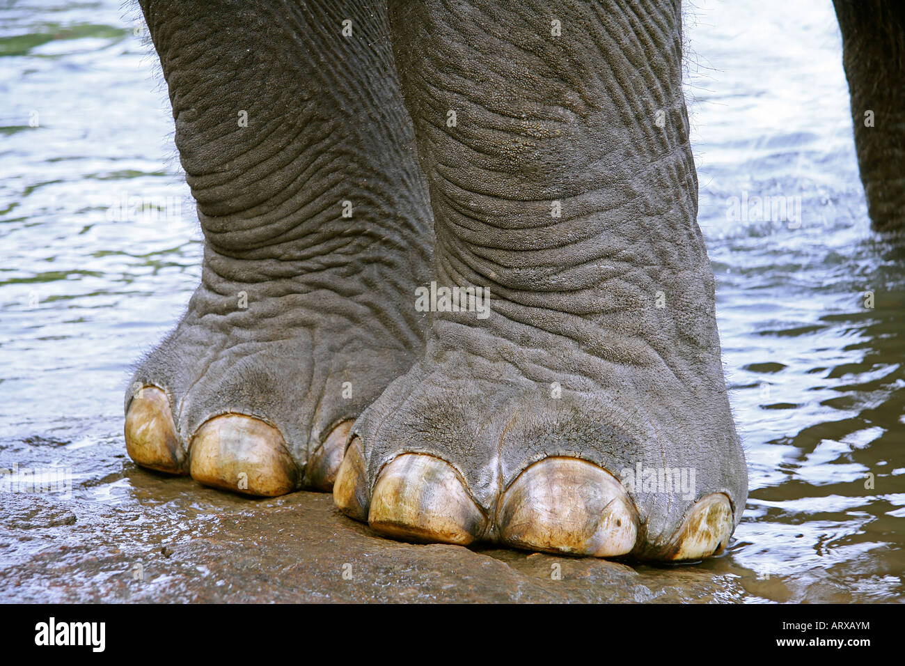 elephant coming out of river south india Stock Photo - Alamy