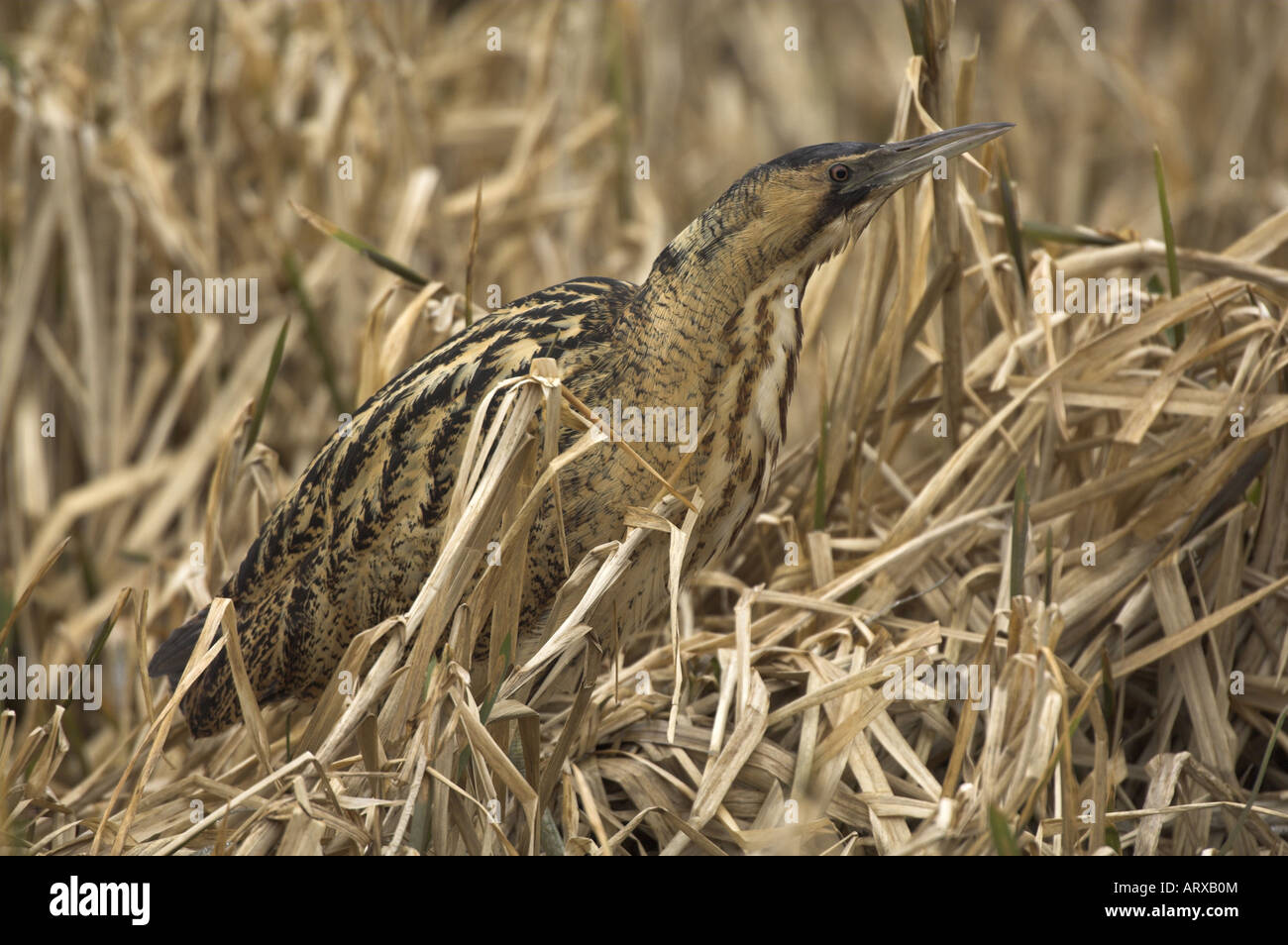 Great Bittern botaurus stellaris adult bird hunting in inland pool ...