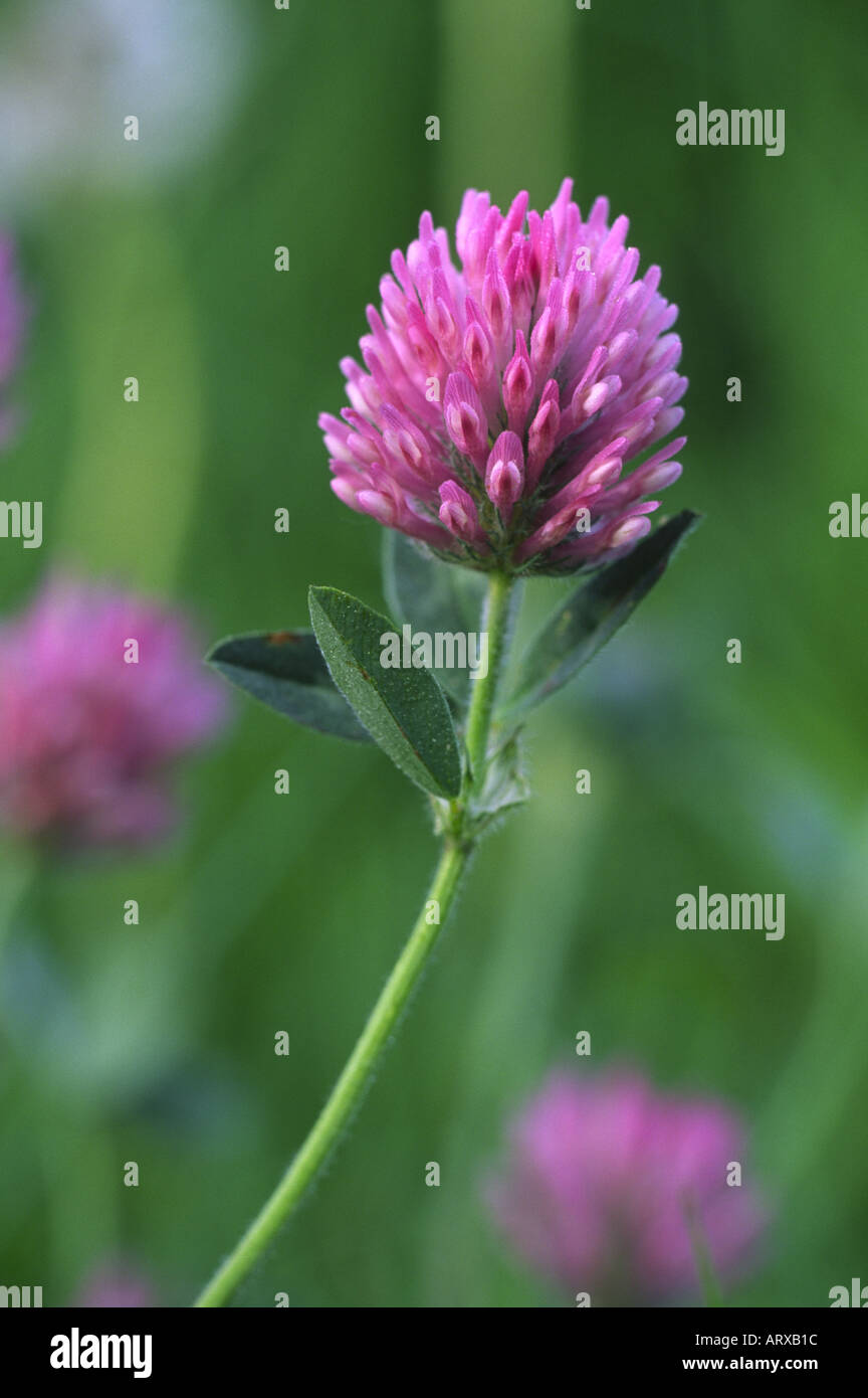 Red clover trifolium pratense Flower Stock Photo - Alamy