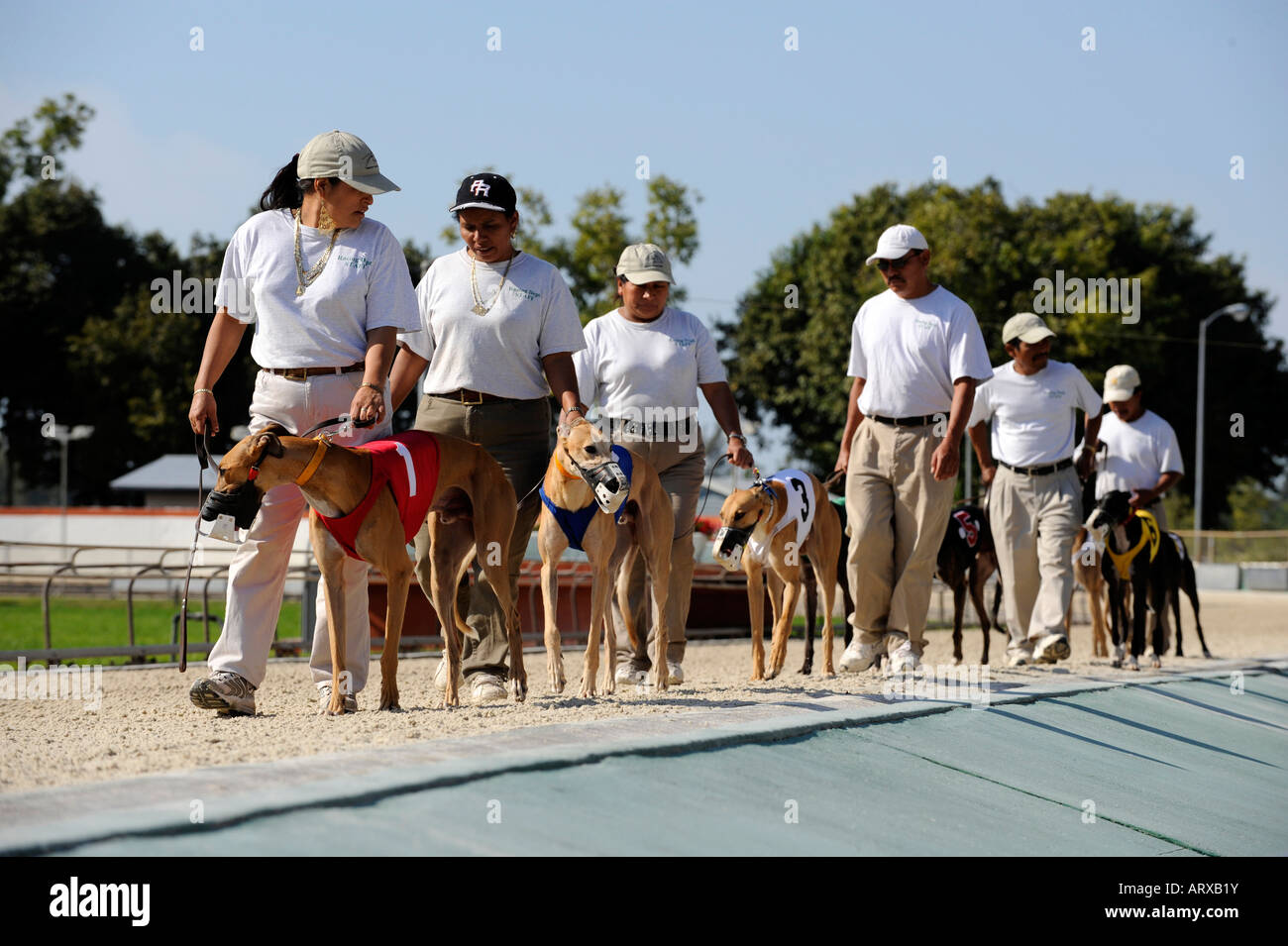 Greyhound dog racing at Fort Myers Naples dog track Florida Stock Photo ...