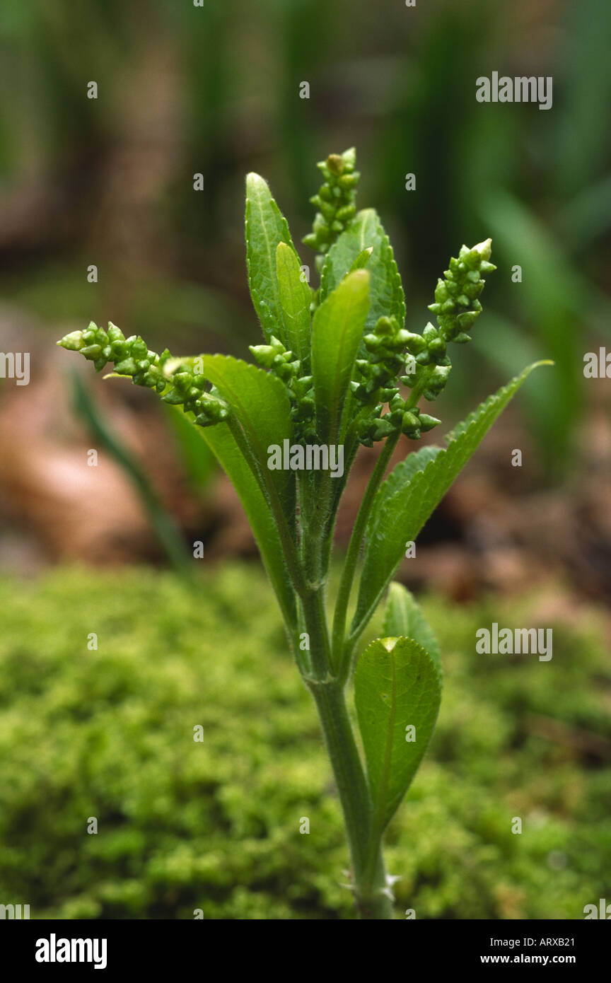 Mercury plant hi-res stock photography and images - Alamy