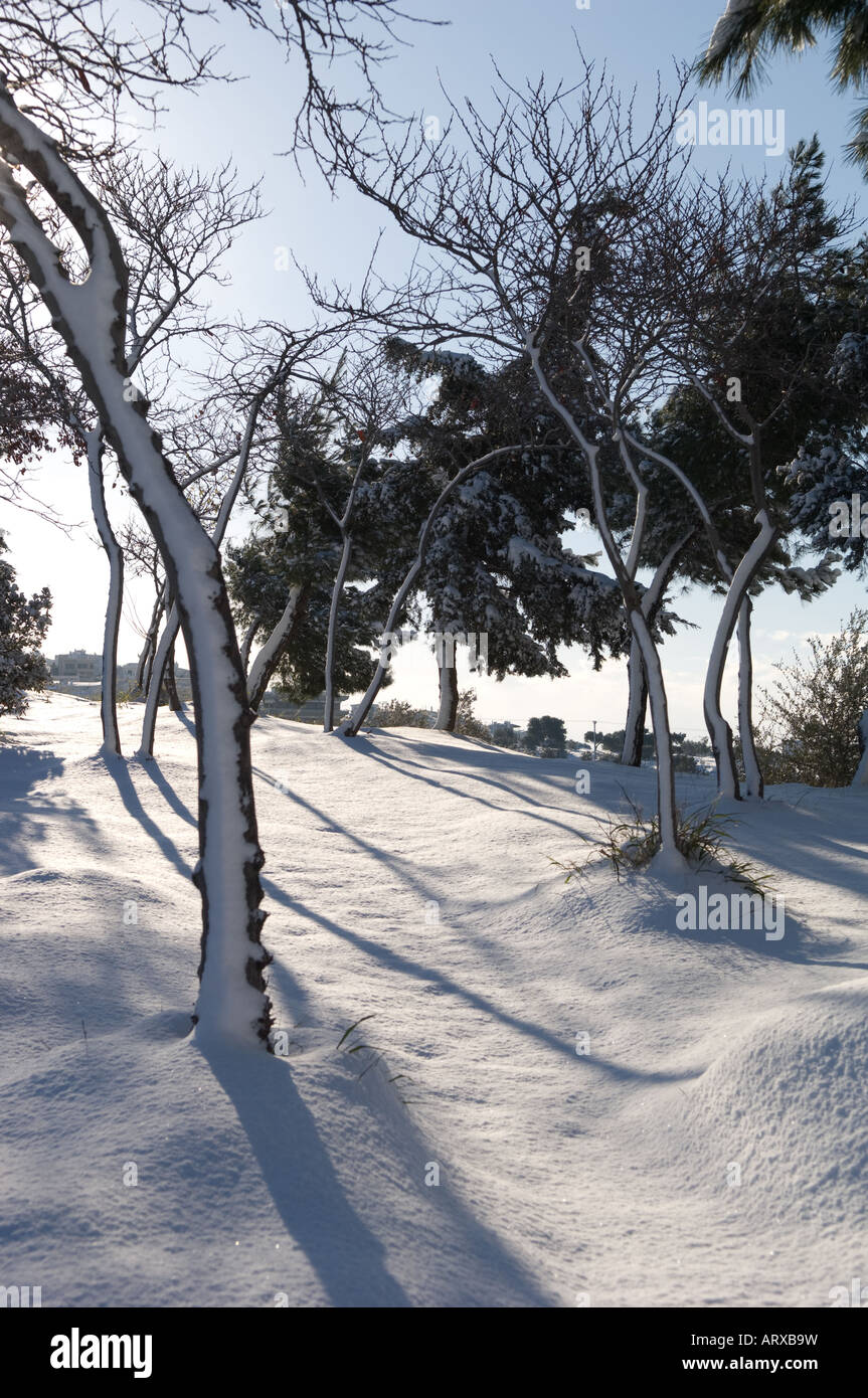 Trees with snow Stock Photo - Alamy