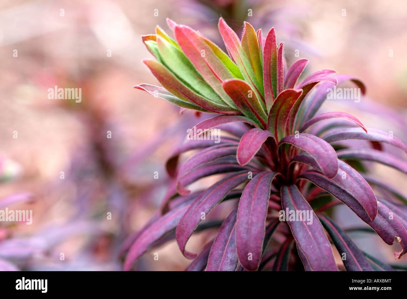 Euphorbia Amygdaloides Purpurea