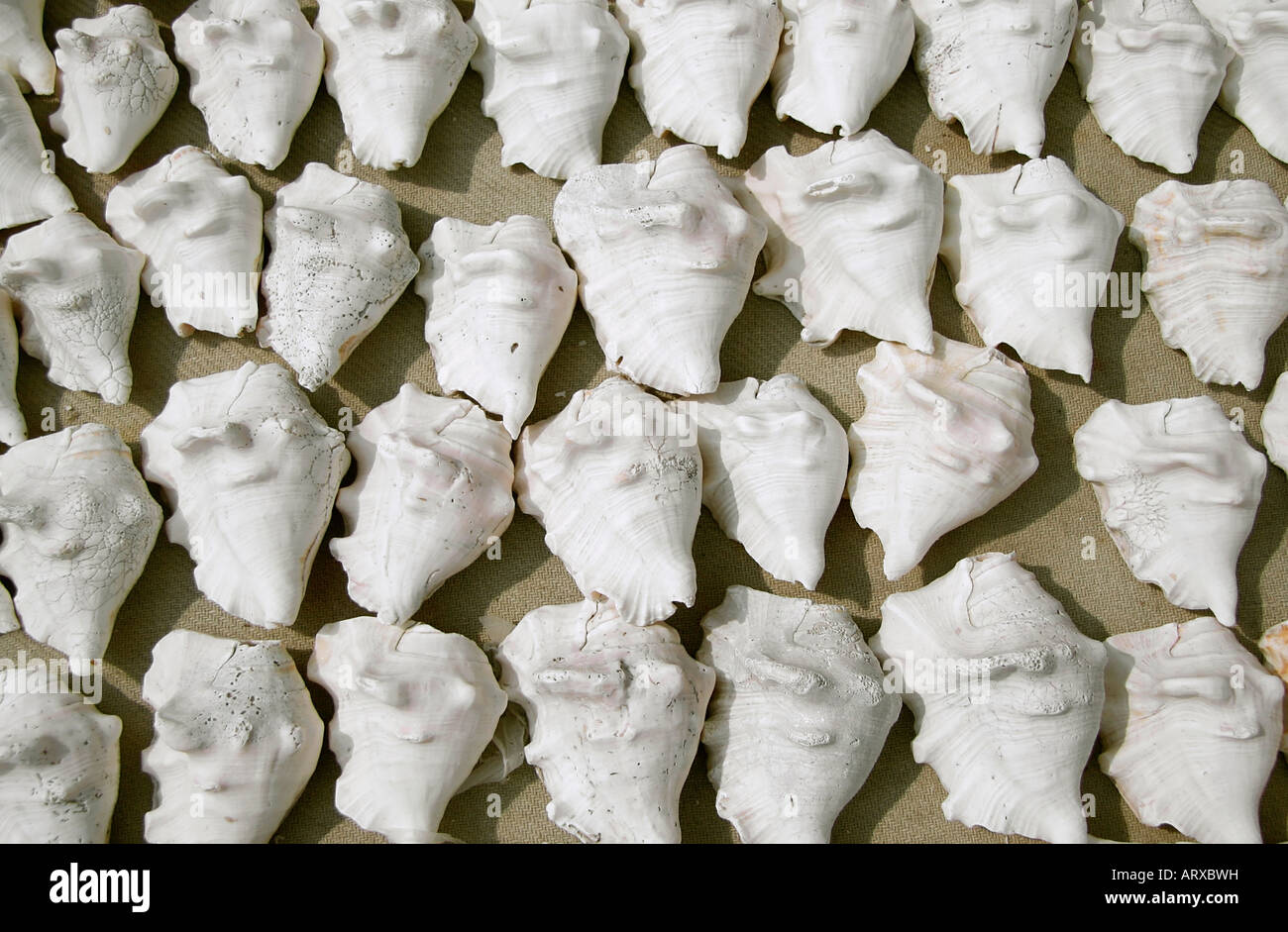 sea shells on display at local market rishikesh india Stock Photo - Alamy