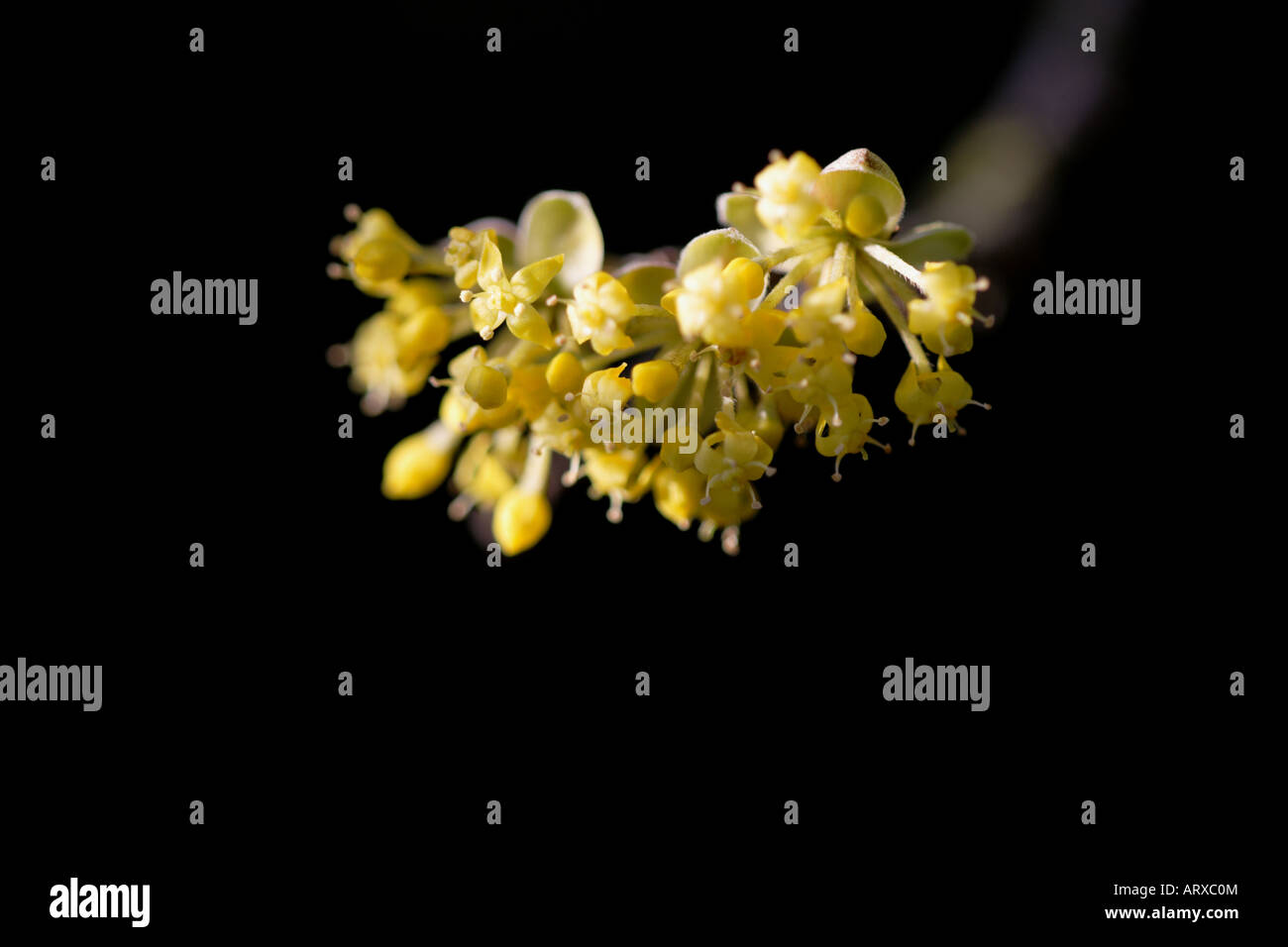 CORNUS (Cornus mas Stock Photo - Alamy