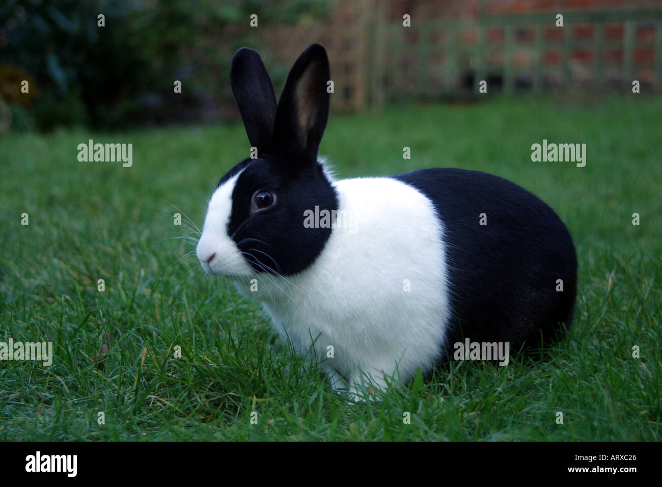 With black and white rabbit hi-res stock photography and images - Alamy