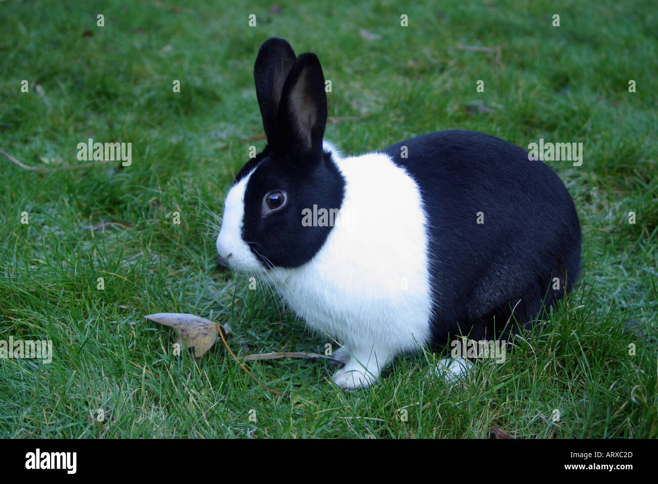 Dutch rabbit hi-res stock photography and images - Alamy