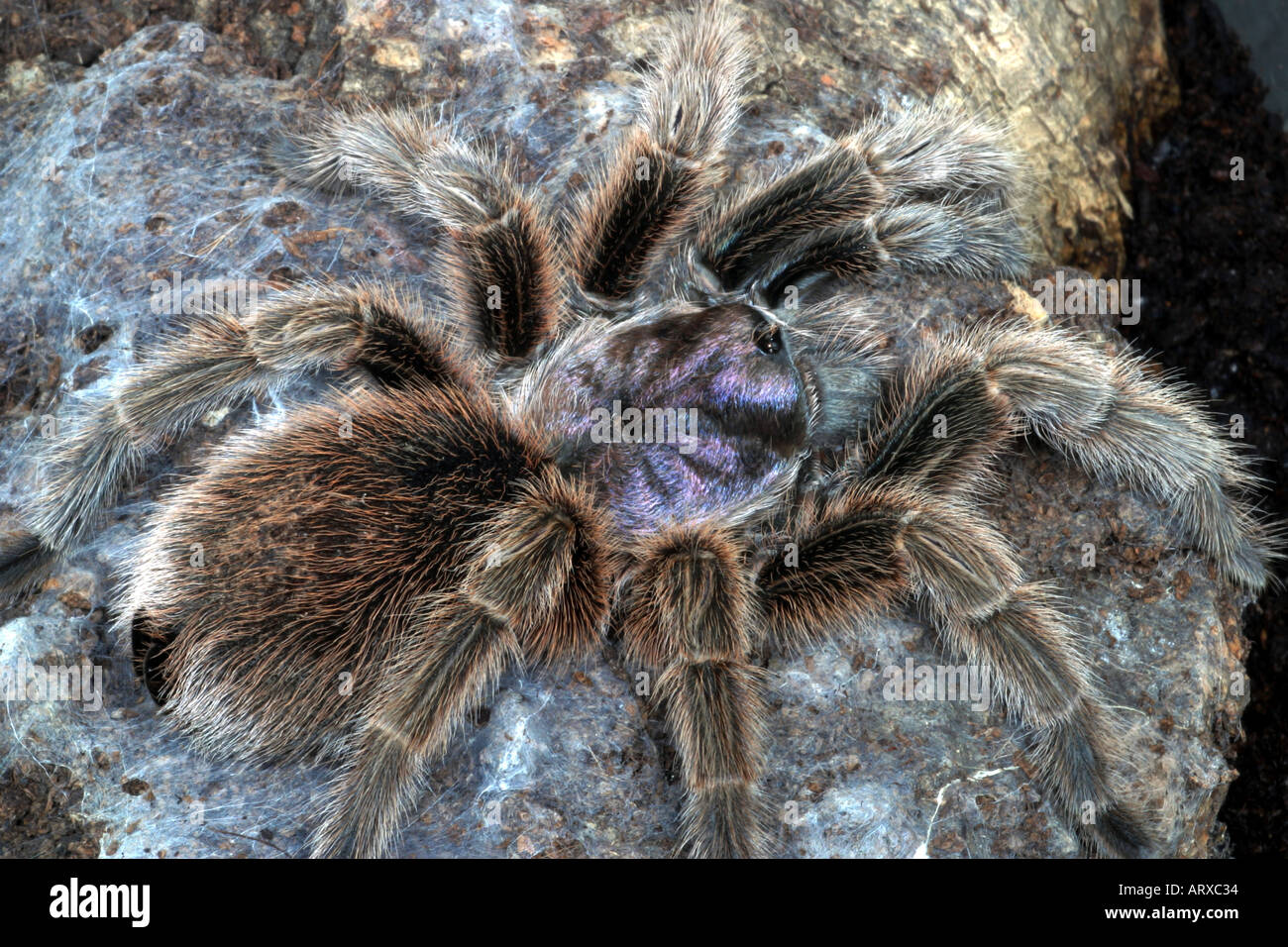 Chile Rose Tarantula Grammostola rosea. Captive Stock Photo - Alamy