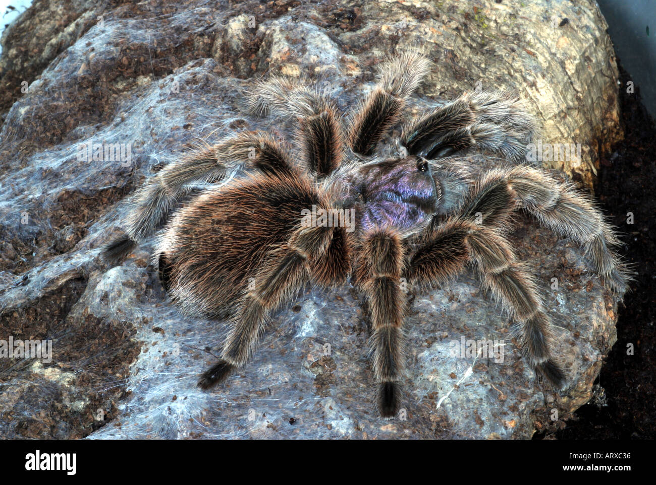 Chile Rose Tarantula Grammostola rosea. Captive Stock Photo - Alamy