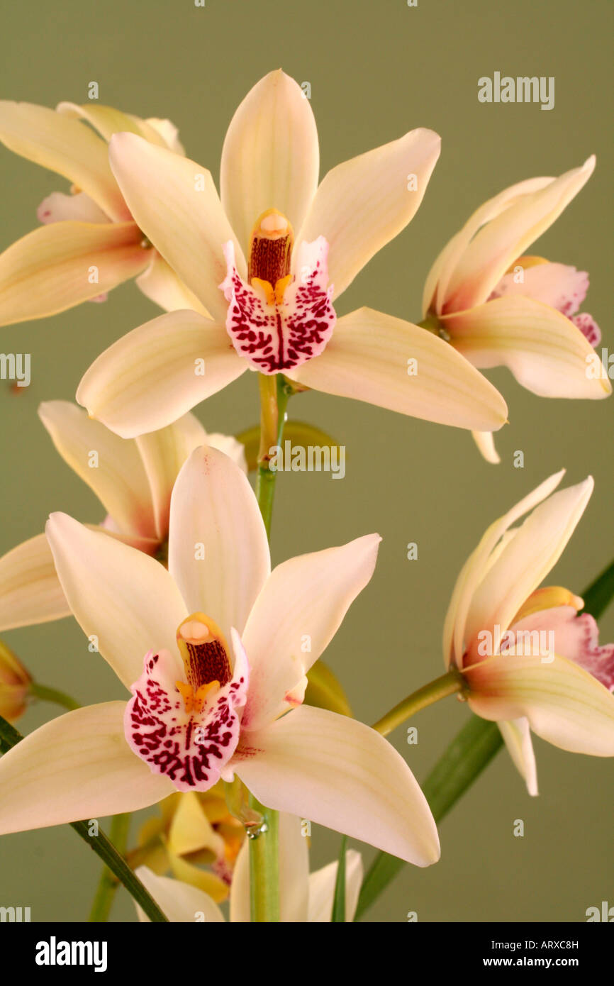 Cymbidium orchid hi-res stock photography and images - Alamy