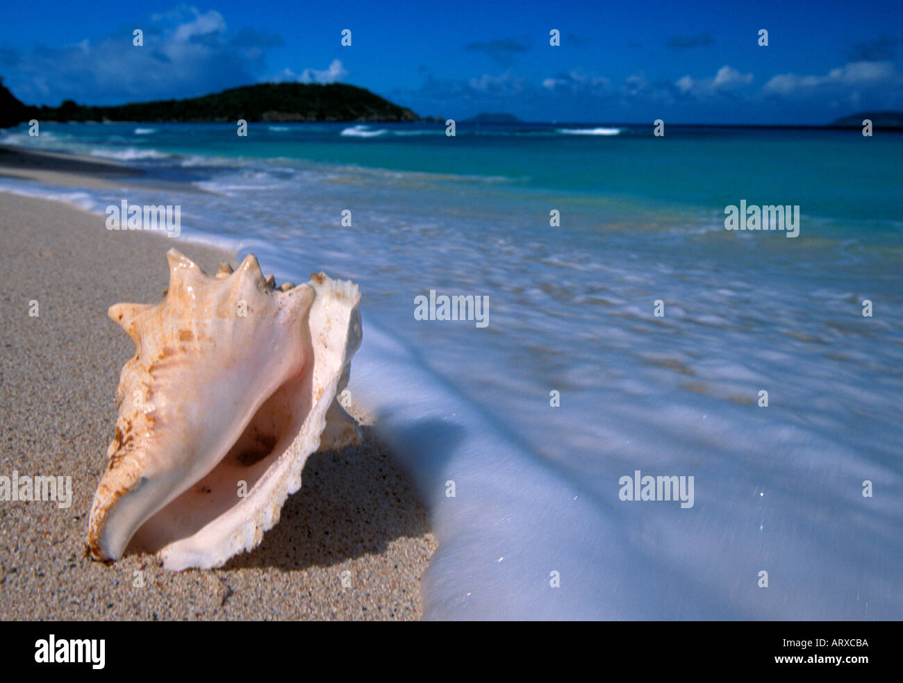 Shell on Beach at St John in Foam Stock Photo - Alamy