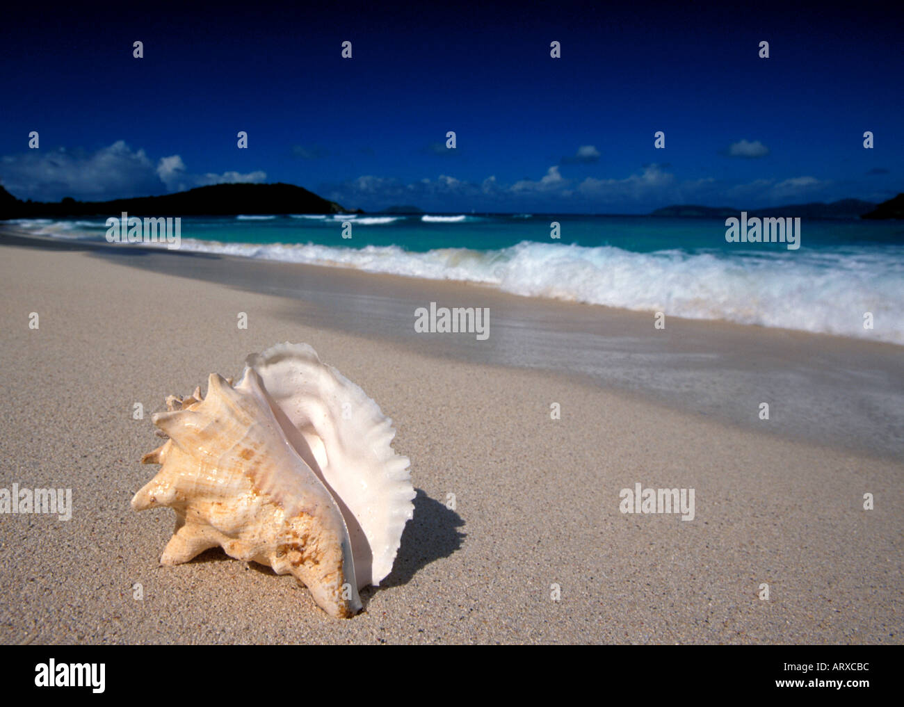 Shell on Beach at St John Stock Photo - Alamy