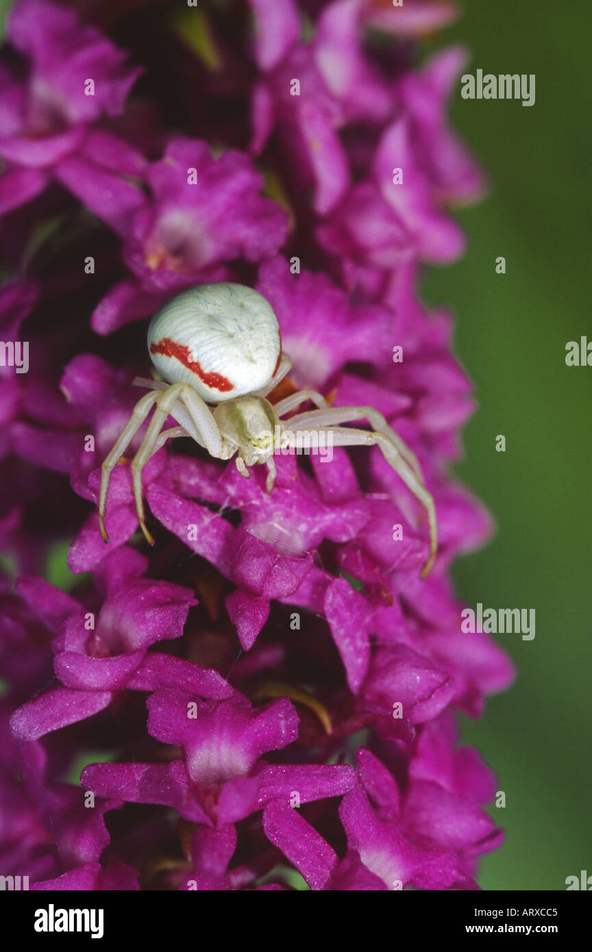 Common spider orchid hi-res stock photography and images - Alamy