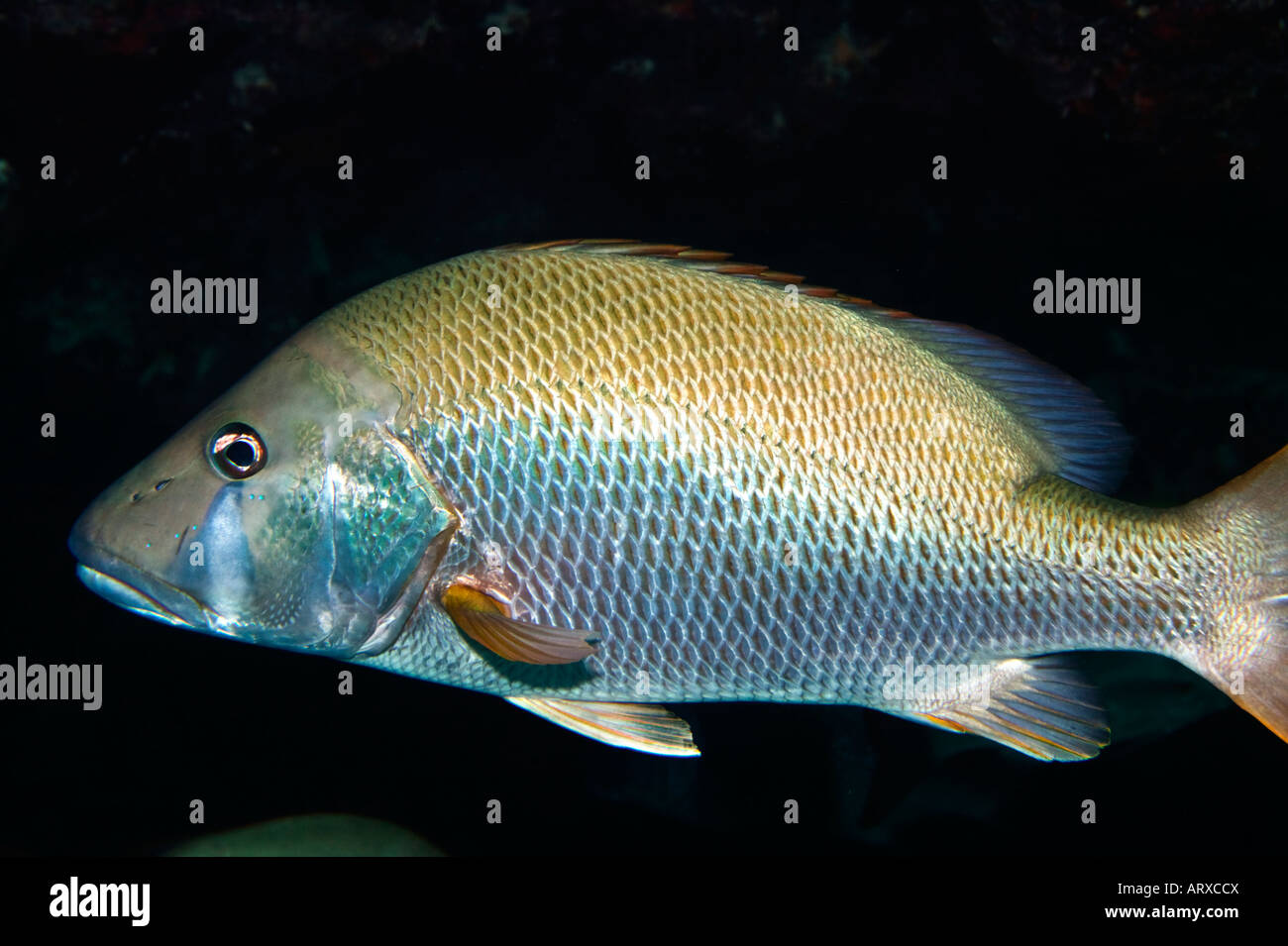 Dog snapper fish hi-res stock photography and images - Alamy