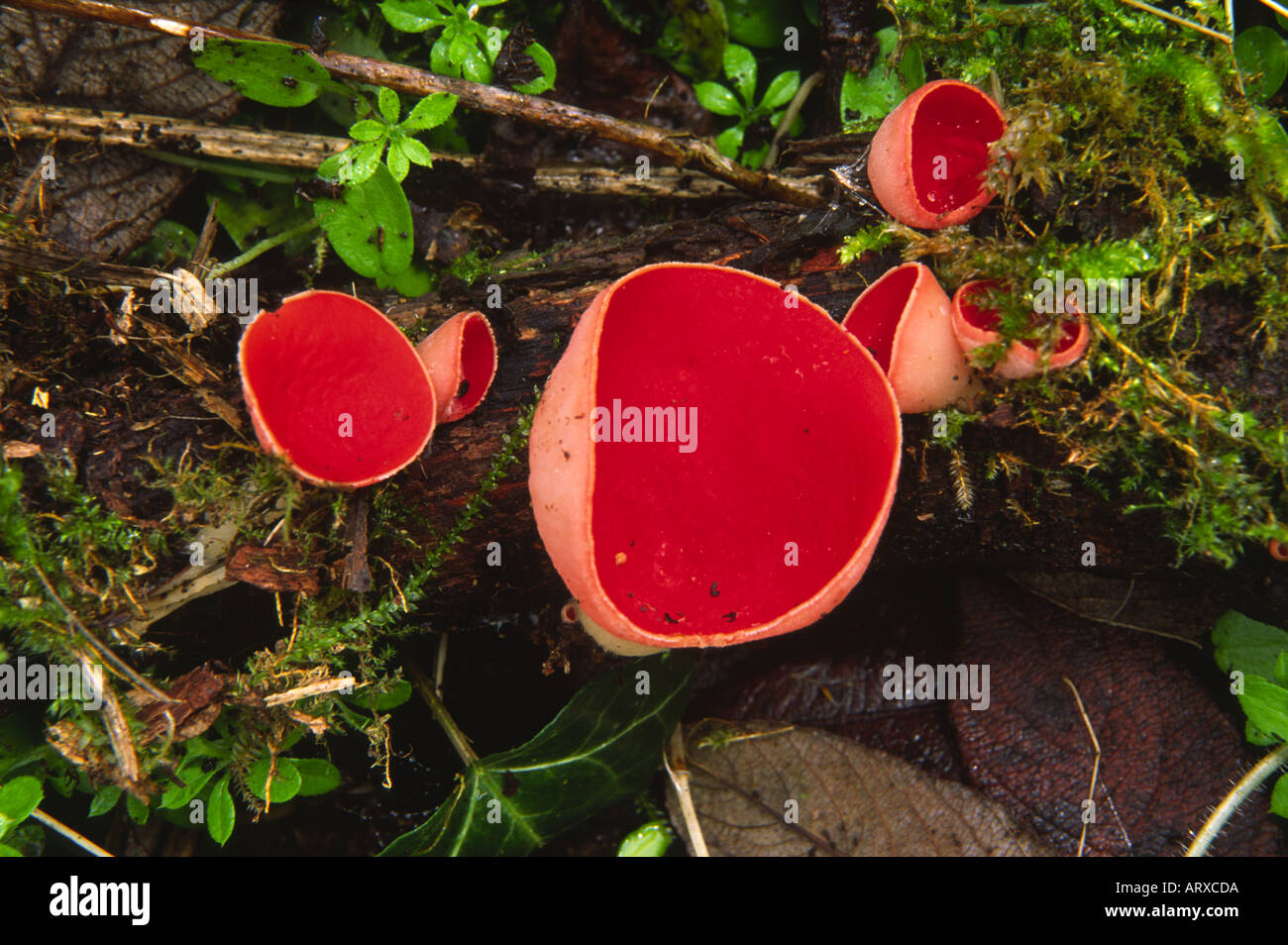 Scarlet elf cap fungi hi-res stock photography and images - Alamy