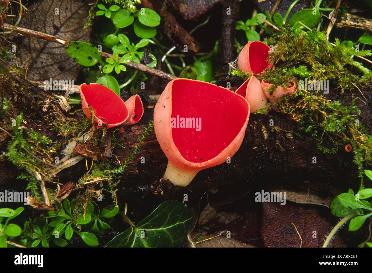 Scarlet Elf Cap sarcoscypha austriaca Stock Photo - Alamy