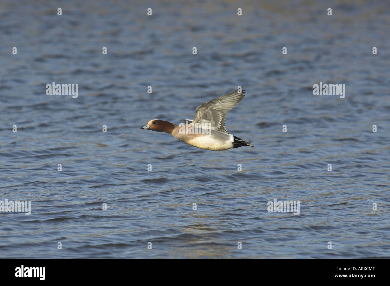 Wigeon anas penelope single bird in flight over water Norfolk UK ...