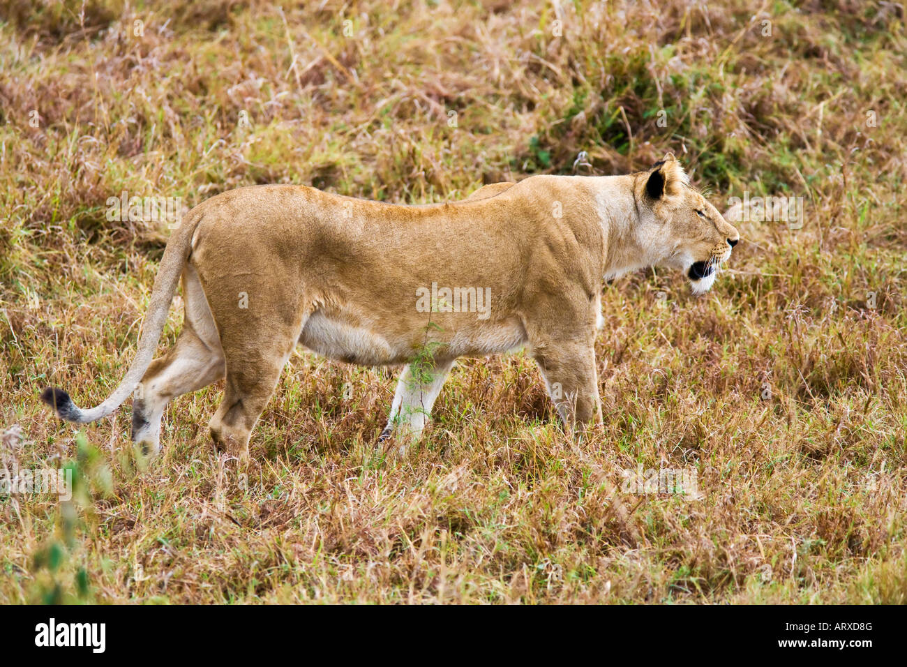 female Lion hunting Wildebeest gnu in the Masai Marra reserve in Kenya ...