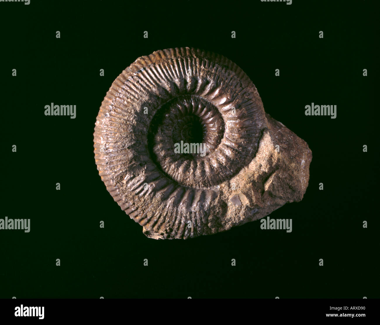 Ammonite hi-res stock photography and images - Alamy