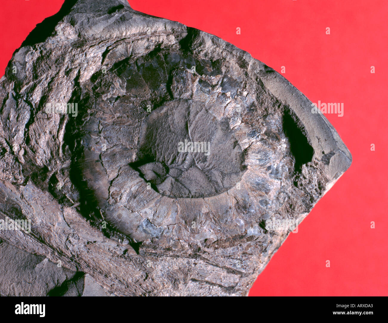 Fossil Ichthyosaur eye (Diameter 50mm), Jurassic Upper Lias limestone ...
