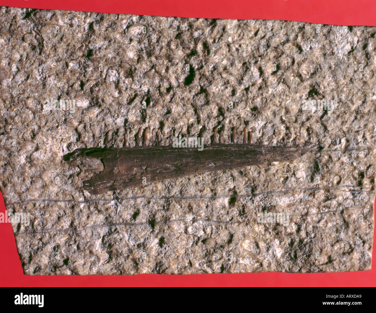 Fossil jaw bone of an Amioid fish, Jurassic limestone, Swanage, Dorset ...