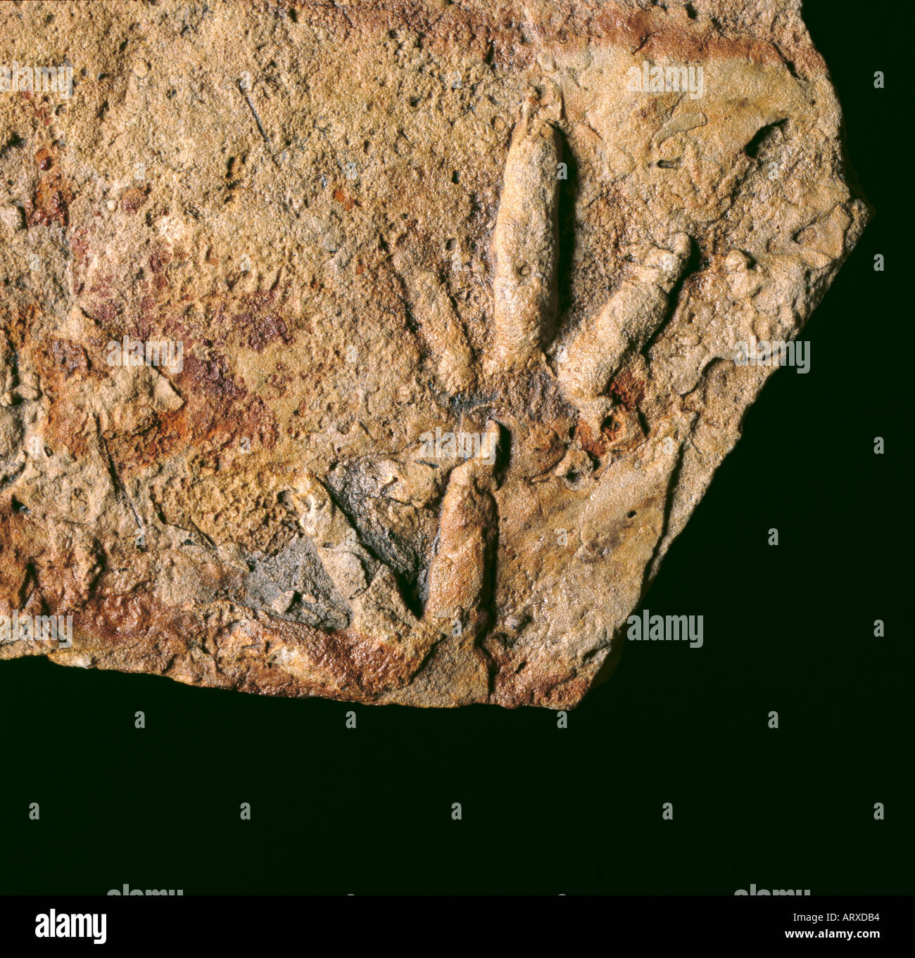 Footprint Fossil