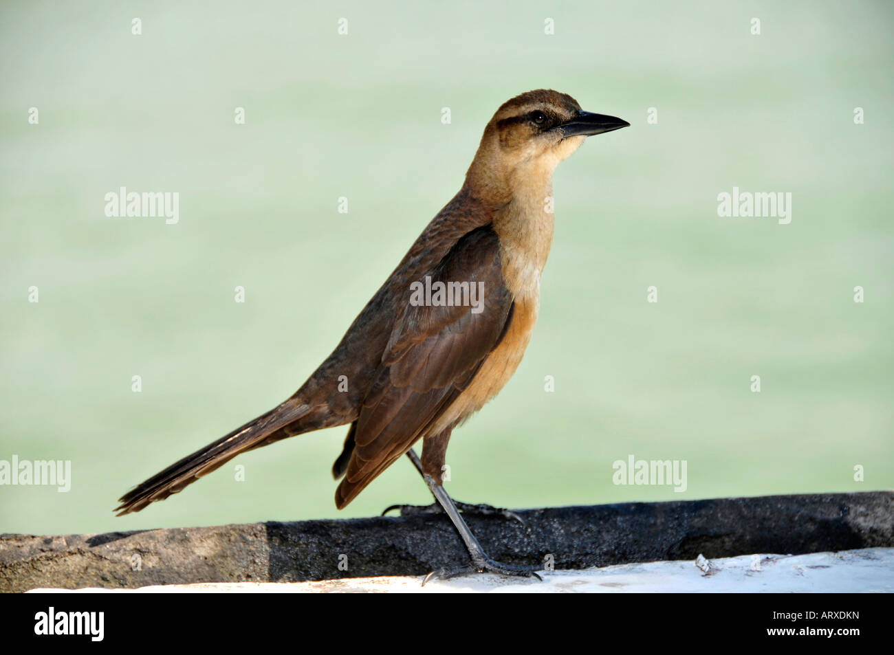 Female boattail Grackle a popular southern states bird Stock Photo - Alamy